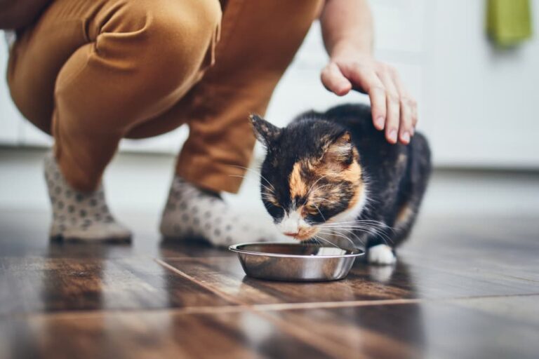 Cat Food Storage: 7 Tips for Safety | Great Pet Care