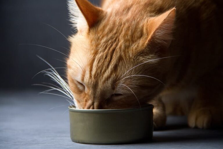 Cat Food Storage: 7 Tips for Safety | Great Pet Care