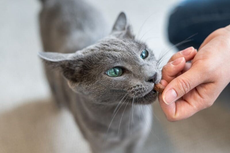 Cat Food Storage: 7 Tips for Safety | Great Pet Care