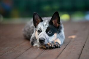 Dog Dewclaw Injuries: What to Know | Great Pet Care
