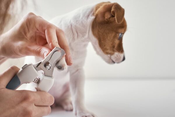Dog Dewclaw Injuries: What to Know | Great Pet Care