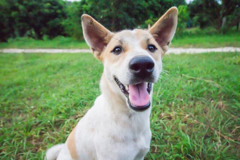 How to Find a Lost Dog: 8 Important Tips | Great Pet Care