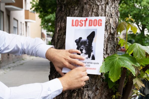 How to Find a Lost Dog: 8 Important Tips | Great Pet Care