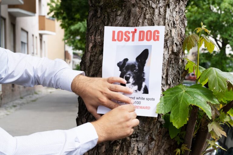 How to Find a Lost Dog: 8 Important Tips | Great Pet Care