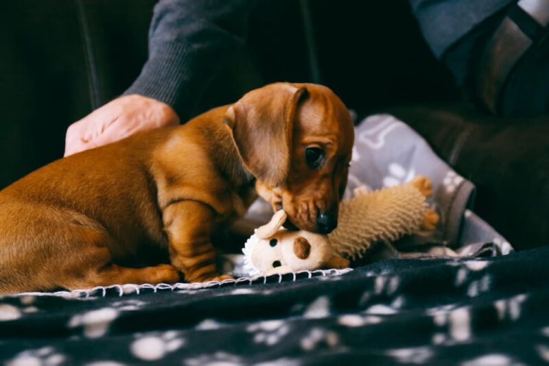 Bringing a Puppy Home: 5 Tips | Great Pet Care