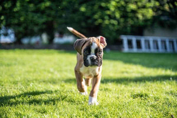 Bringing a Puppy Home: 5 Tips | Great Pet Care