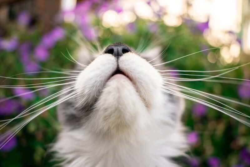 What Smells Do Cats Hate? | Great Pet Care