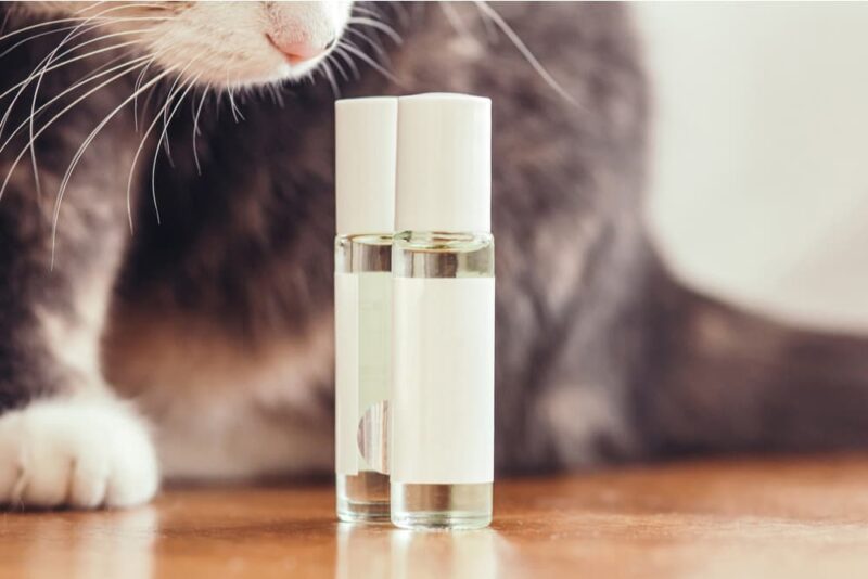 What Smells Do Cats Hate? | Great Pet Care
