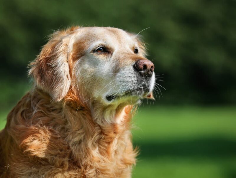 Carprofen for Dogs | Great Pet Care