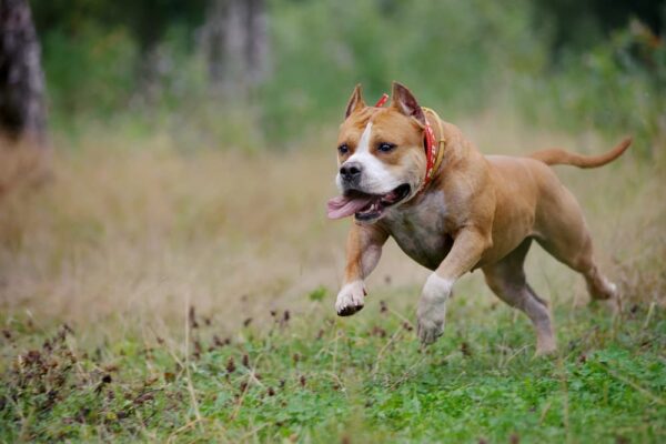 11 Most Muscular Dog Breeds | Great Pet Care