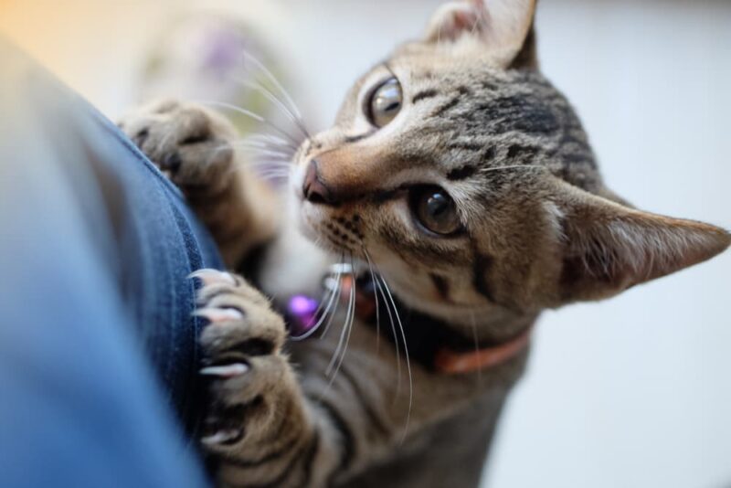 Why Is My Cat So Clingy? | Great Pet Care