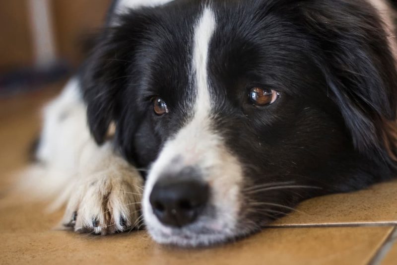 Dog Vision: All the Facts You Need to Know | Great Pet Care