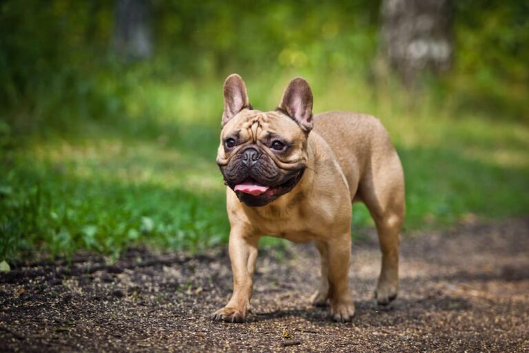 11 Most Muscular Dog Breeds | Great Pet Care