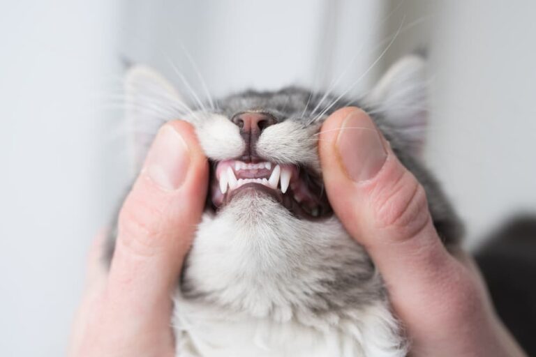 Cat Teeth: 5 Facts You Should Know | Great Pet Care