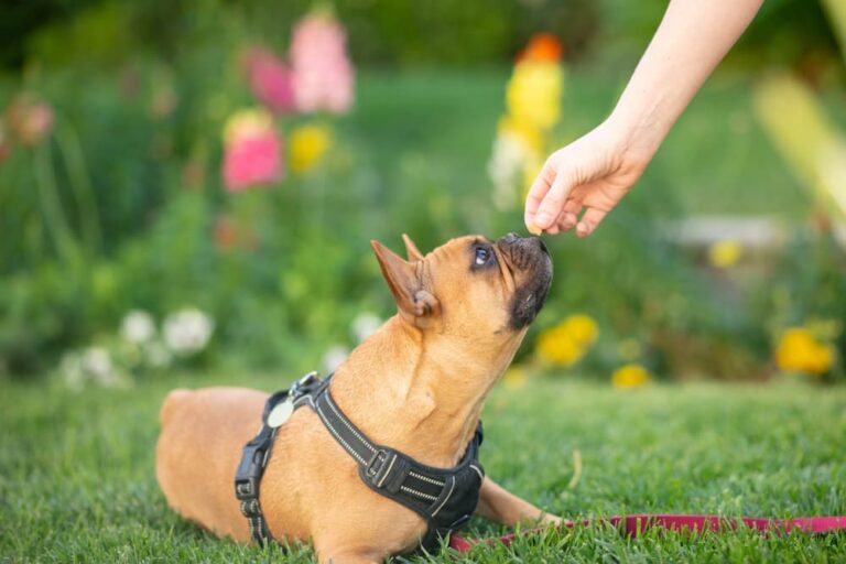 11 Most Muscular Dog Breeds | Great Pet Care