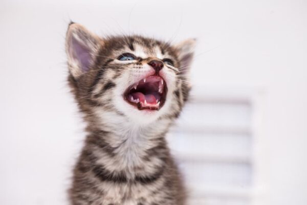 Cat Teeth: 5 Facts You Should Know | Great Pet Care