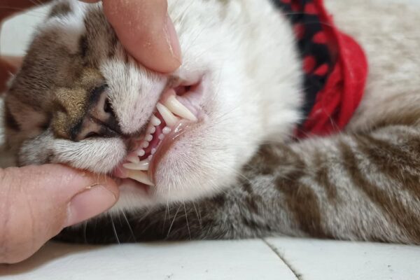 Cat Teeth: 5 Facts You Should Know | Great Pet Care