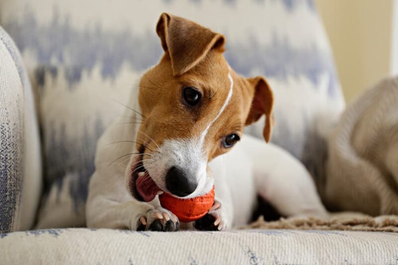 Can Dogs Eat Bones? | Great Pet Care