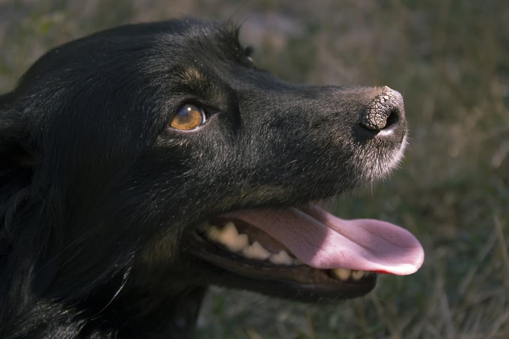 What Causes A Dogs Nose To Be Dry And Crusty
