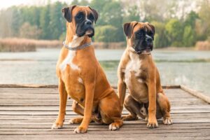 11 Most Muscular Dog Breeds | Great Pet Care