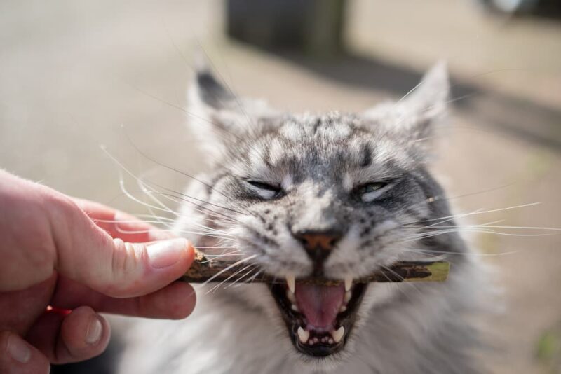 Cat Teeth: 5 Facts You Should Know | Great Pet Care