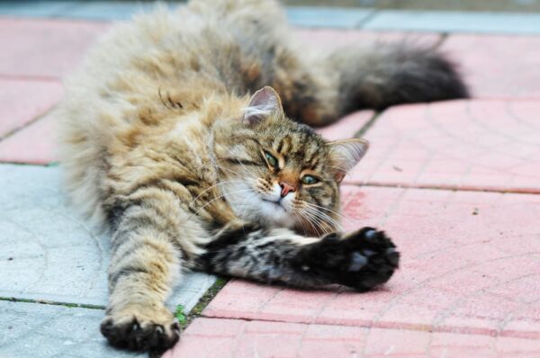 Matted Cat Hair: How to Handle It | Great Pet Care
