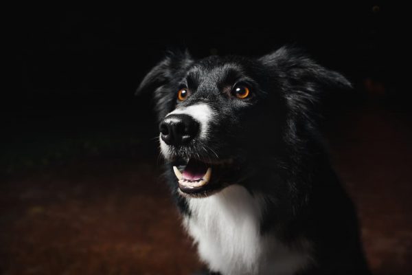 Dog Vision: All the Facts You Need to Know | Great Pet Care