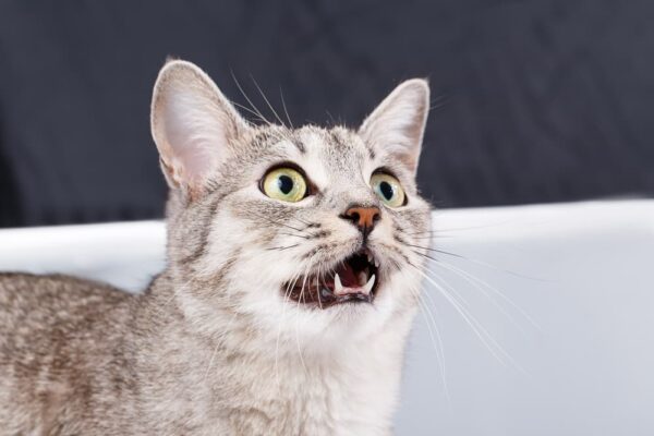 Cat Teeth: 5 Facts You Should Know | Great Pet Care