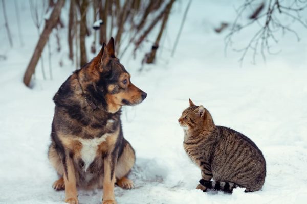 Dog Vision: All the Facts You Need to Know | Great Pet Care