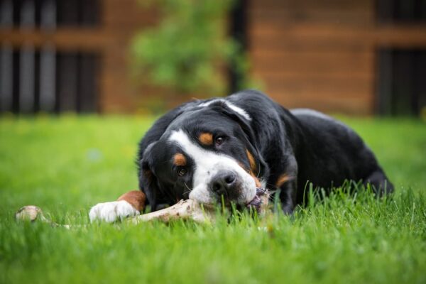 Can Dogs Eat Bones? | Great Pet Care