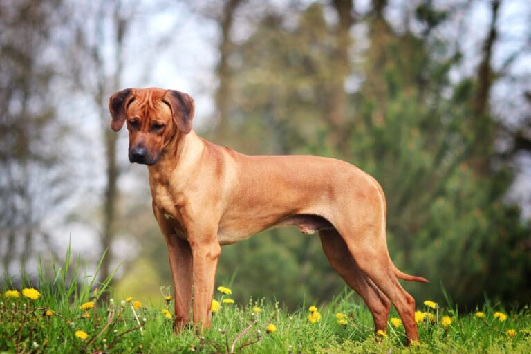 11 Most Muscular Dog Breeds | Great Pet Care