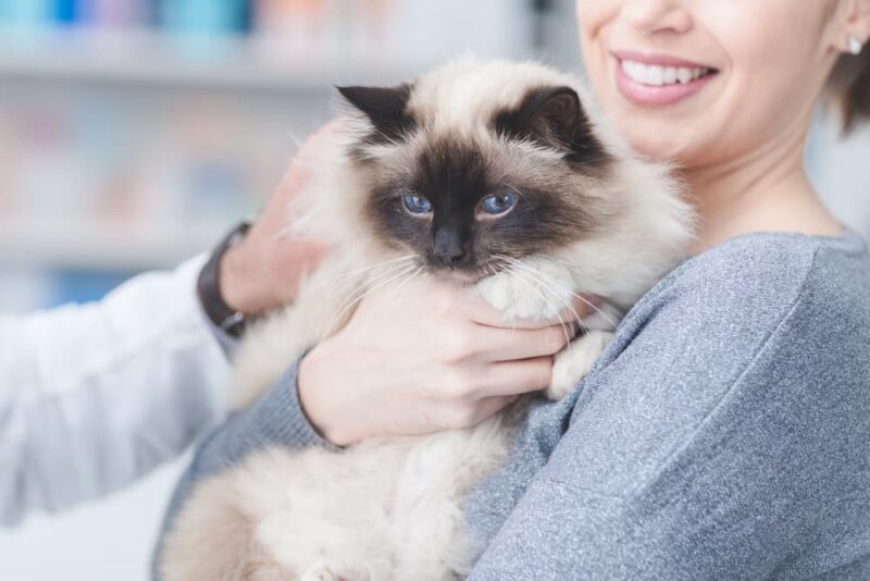 Why Is My Cat So Clingy? | Great Pet Care