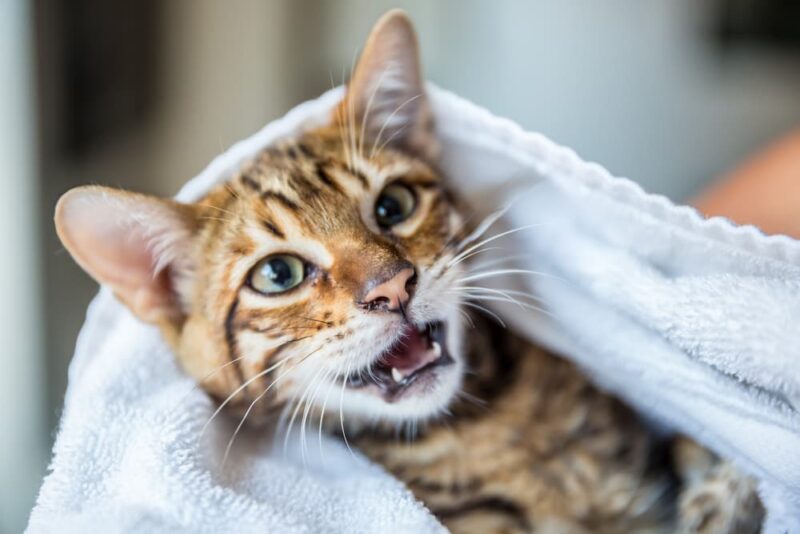 Cat Teeth: 5 Facts You Should Know | Great Pet Care