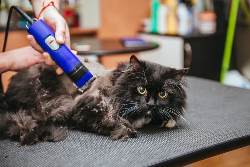 Matted Cat Hair: How to Handle It | Great Pet Care