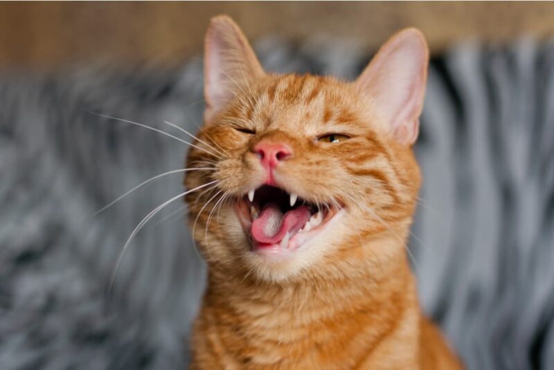 Cat Teeth: 5 Facts You Should Know | Great Pet Care