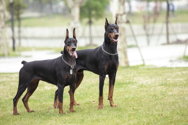 11 Most Muscular Dog Breeds | Great Pet Care