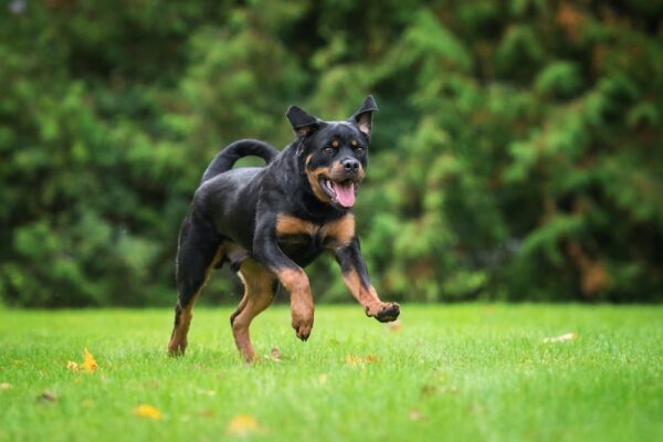 11 Most Muscular Dog Breeds | Great Pet Care