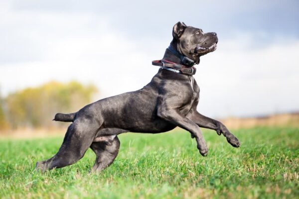 11 Most Muscular Dog Breeds | Great Pet Care