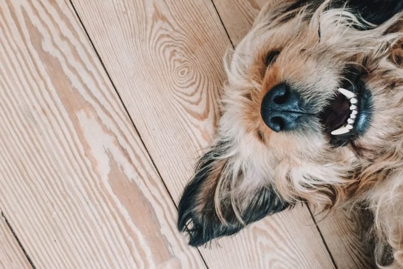 Dog Dry Nose: Causes and How to Help | Great Pet Care