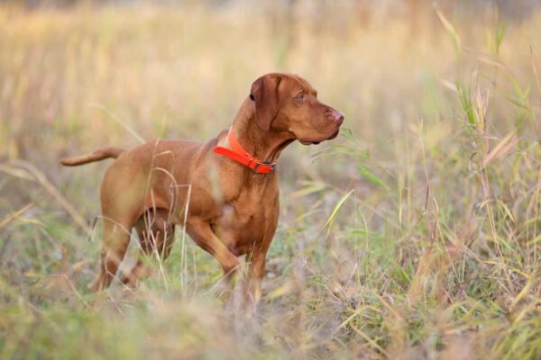 11 Most Muscular Dog Breeds | Great Pet Care