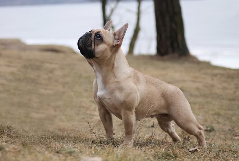 UTI in Dogs | Great Pet Care