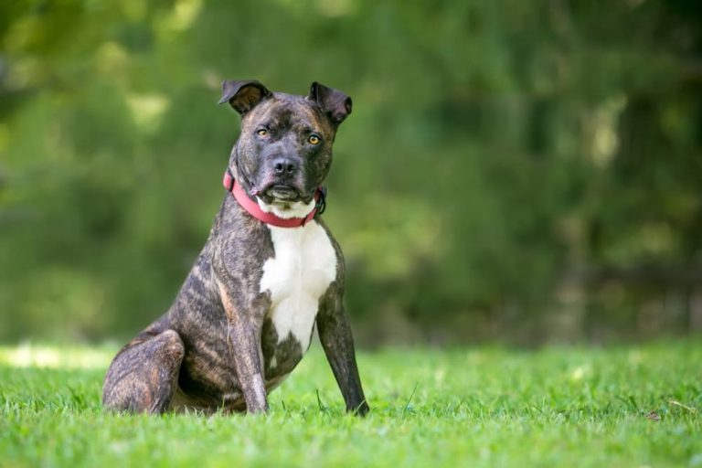 Yellow Dog Poop: What It Means | Great Pet Care