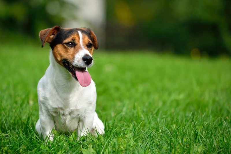 Luxating Patella in Dogs | Great Pet Care