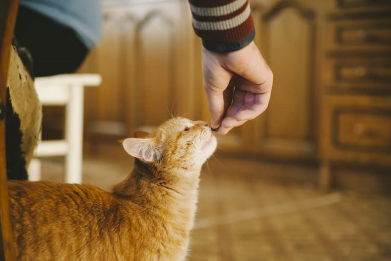 L-Lysine for Cats | Great Pet Care