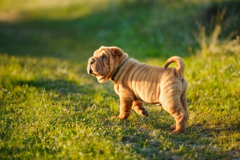 Luxating Patella in Dogs | Great Pet Care