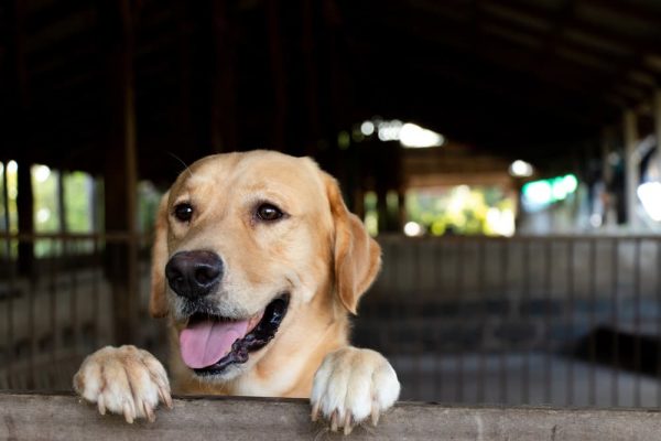 Interdigital Cyst on Dogs | Great Pet Care