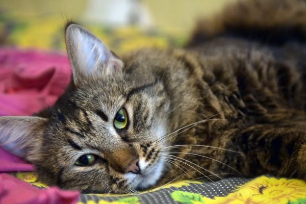 L-Lysine for Cats | Great Pet Care