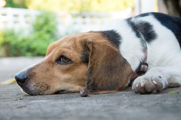 Dog Diarrhea: Causes and How to Help | Great Pet Care