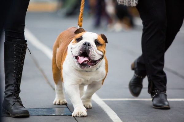 Interdigital Cyst on Dogs | Great Pet Care