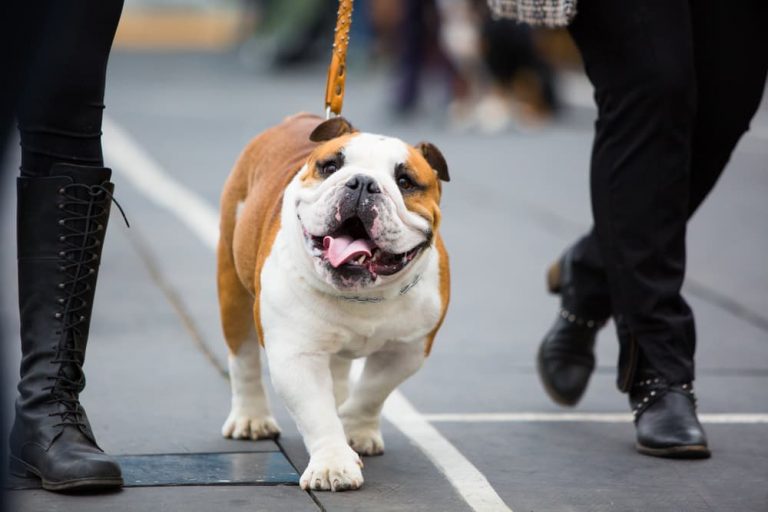 Interdigital Cyst on Dogs | Great Pet Care